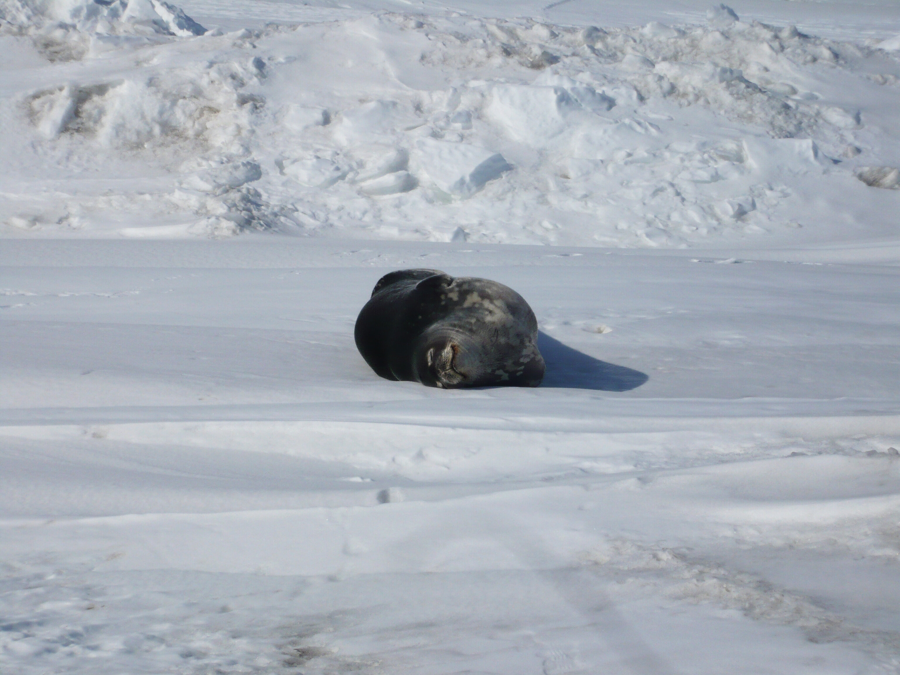 Field Programs | CReSIS